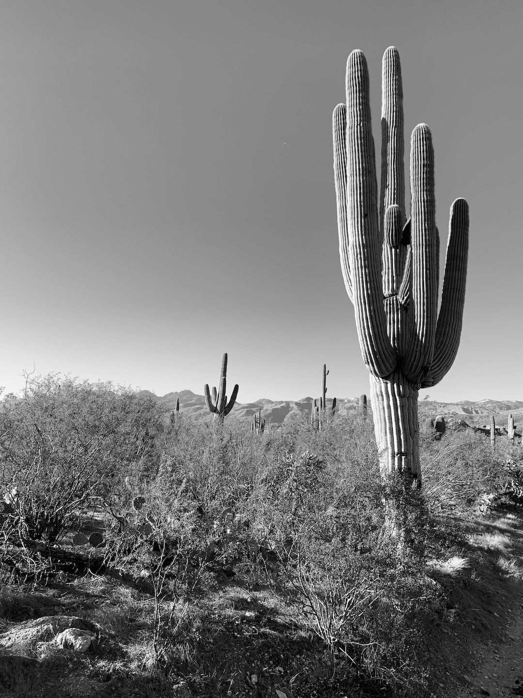 From a dude ranch in Arizona – because i said